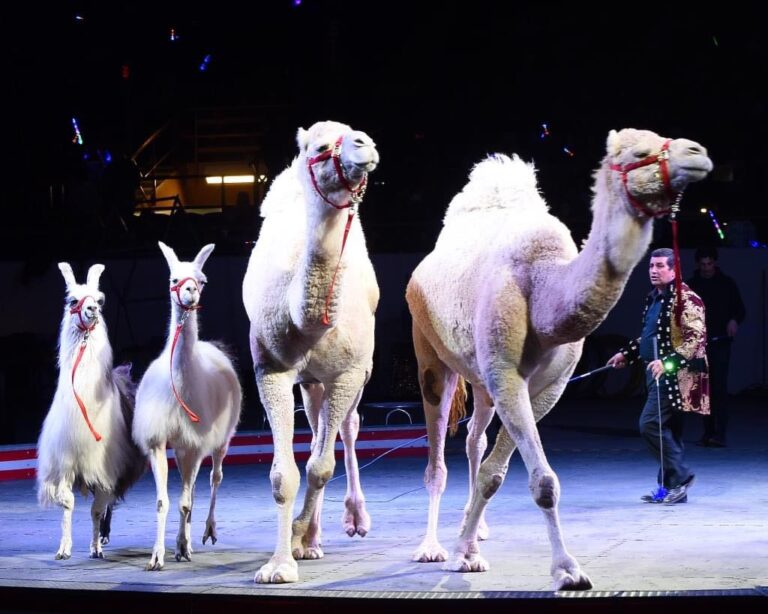 Explore - Circus World